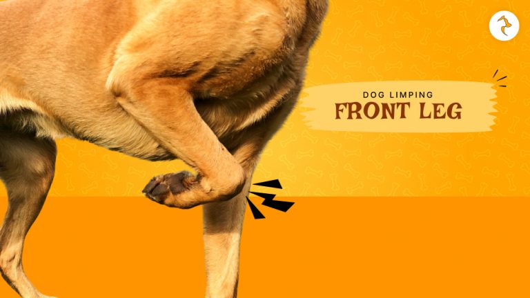 Dog Limping Front Leg: Causes, Treatments, Prevention Tips