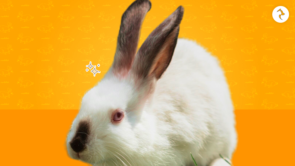 Which Is The Best Rabbit For Apartment Living With Kids In 2026