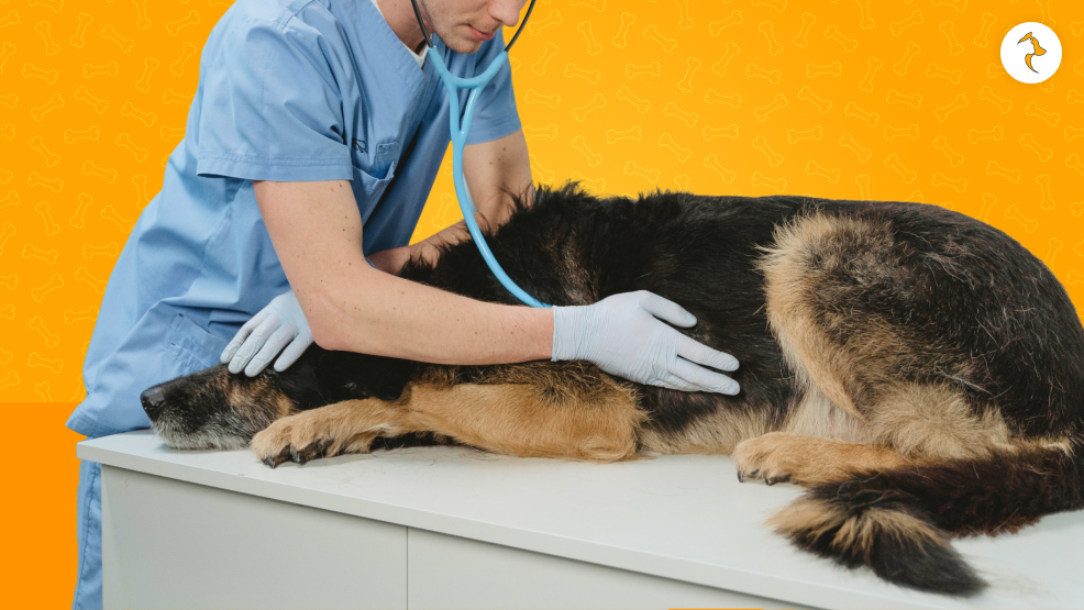 Mastitis in Dogs: Symptoms, Stages, Treatment & Prevention