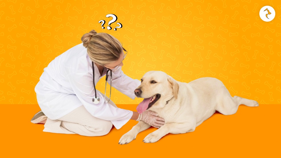 Mastitis in Dogs: Symptoms, Stages, Treatment & Prevention