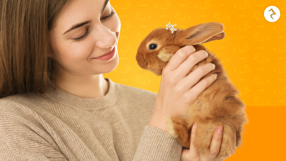 The Ultimate New Rabbit Owner Guide: Survival Tips For Your First Week ...