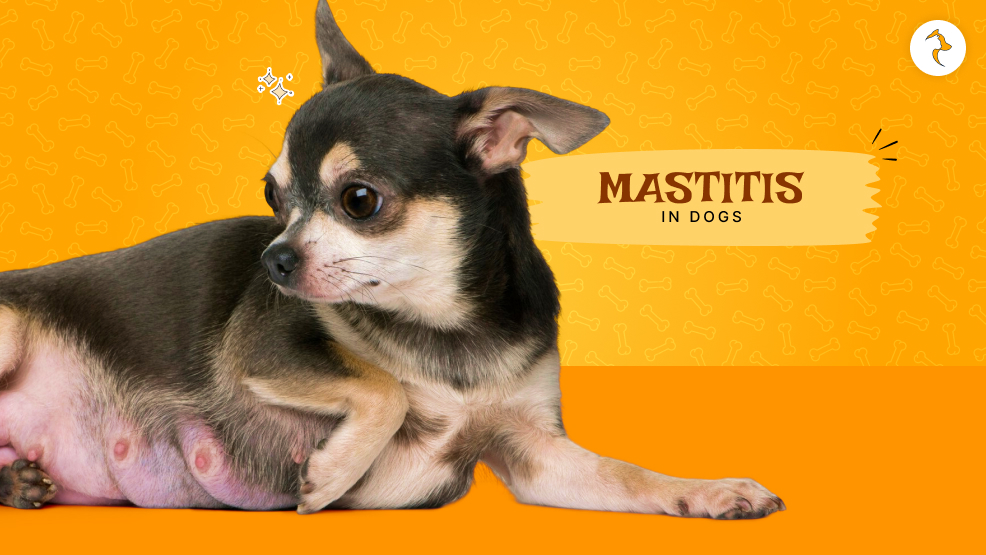 Mastitis in Dogs: Symptoms, Stages, Treatment & Prevention