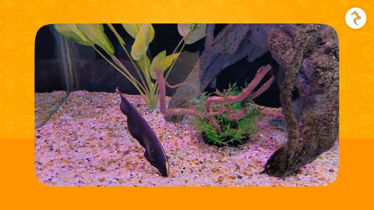 Black Ghost Knifefish Care Guide: Size, Tank Setup & Diet
